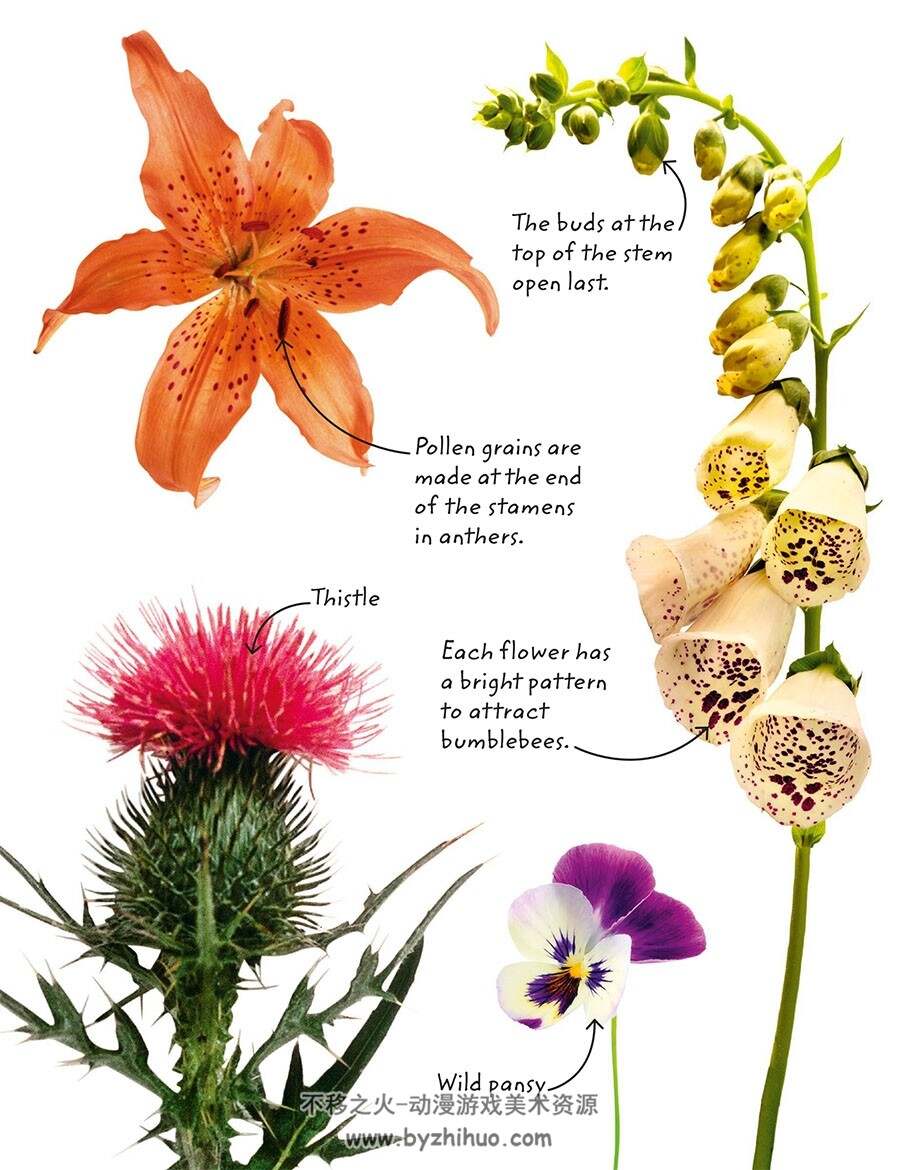Flowers: Explore Nature with Fun Facts and Activities自然科普参考 百度云下载 - 不移之火资源网